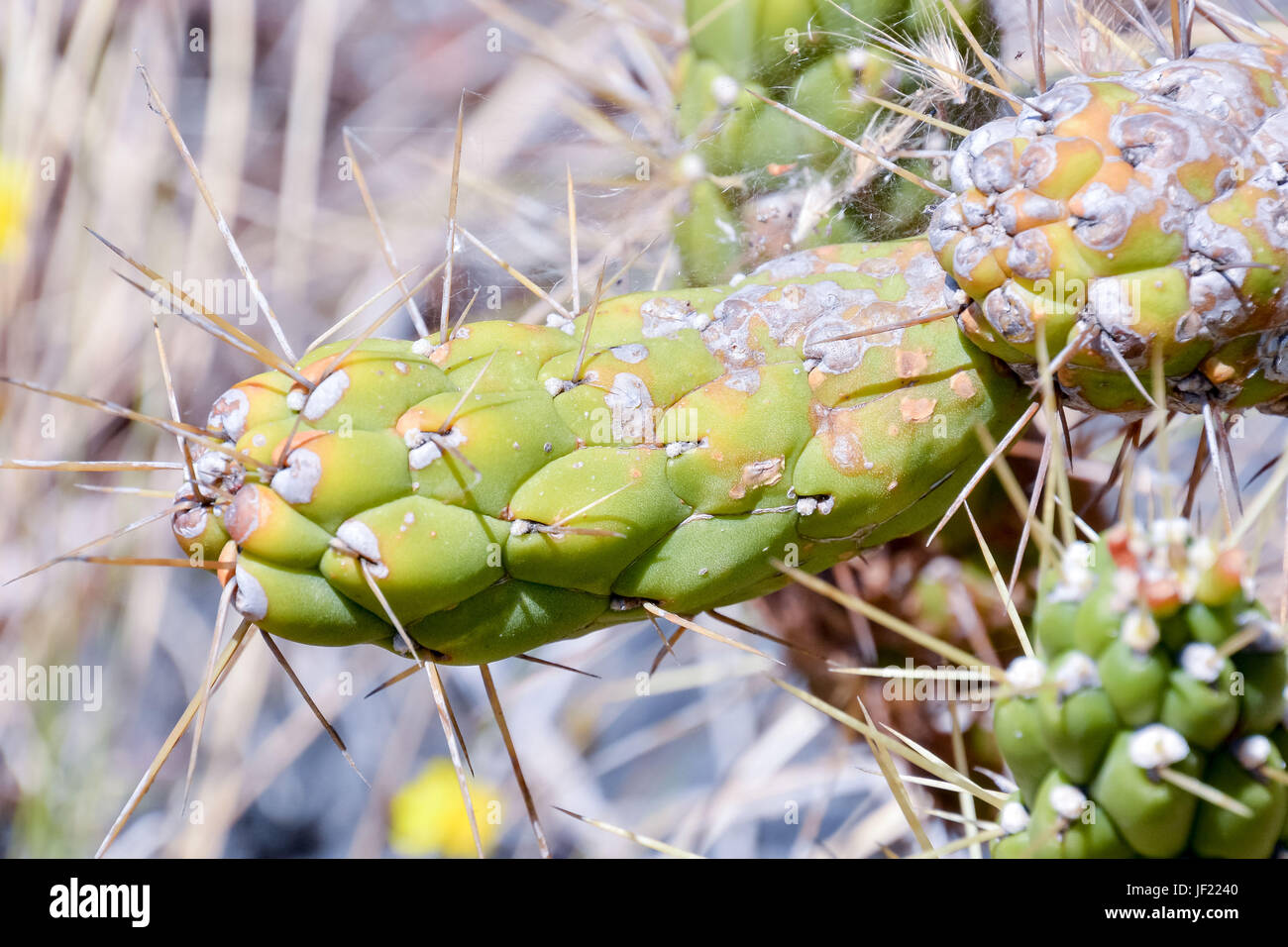 Cactus Texture Background Stock Photo - Alamy