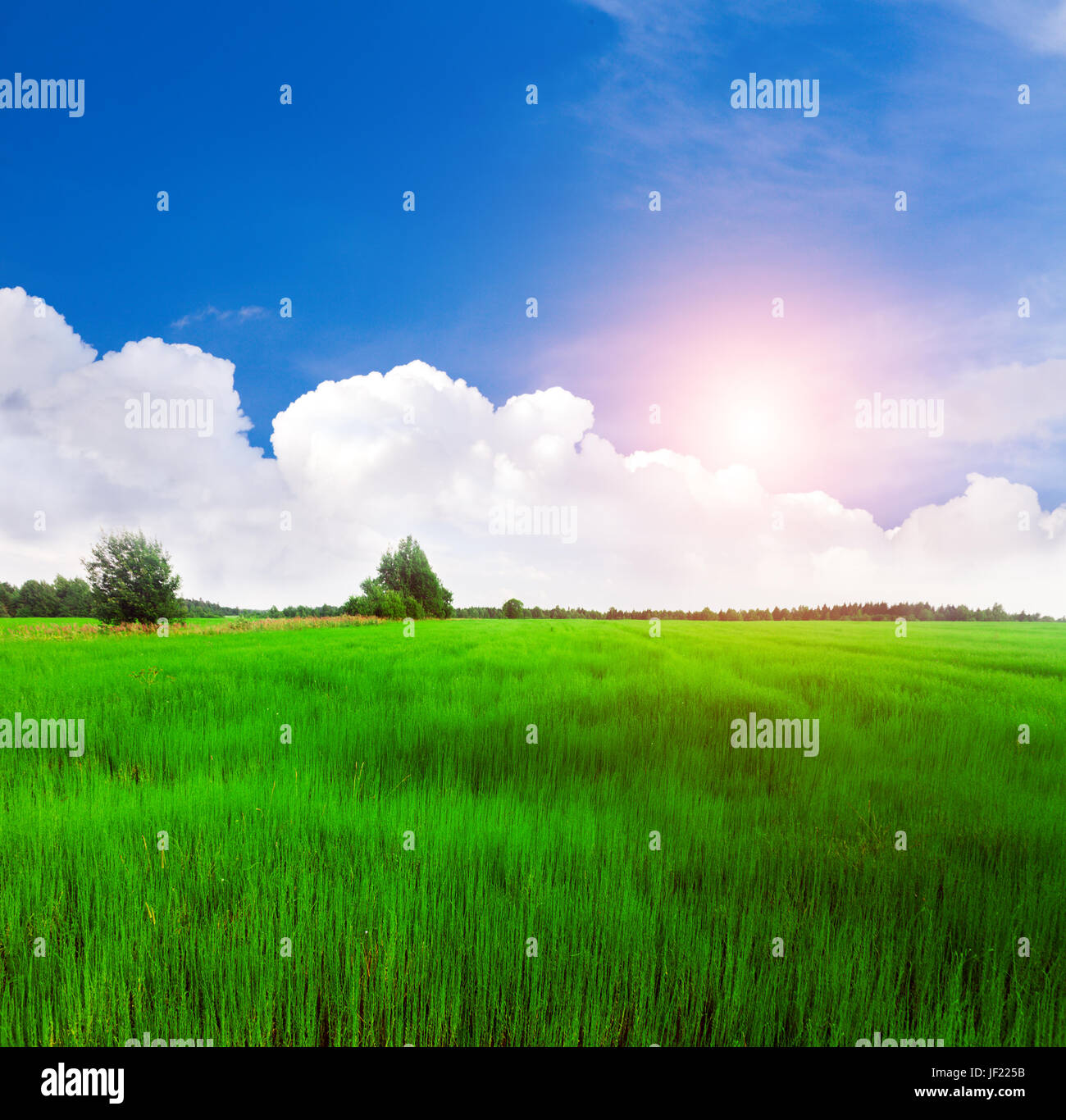 beautiful green field Stock Photo - Alamy