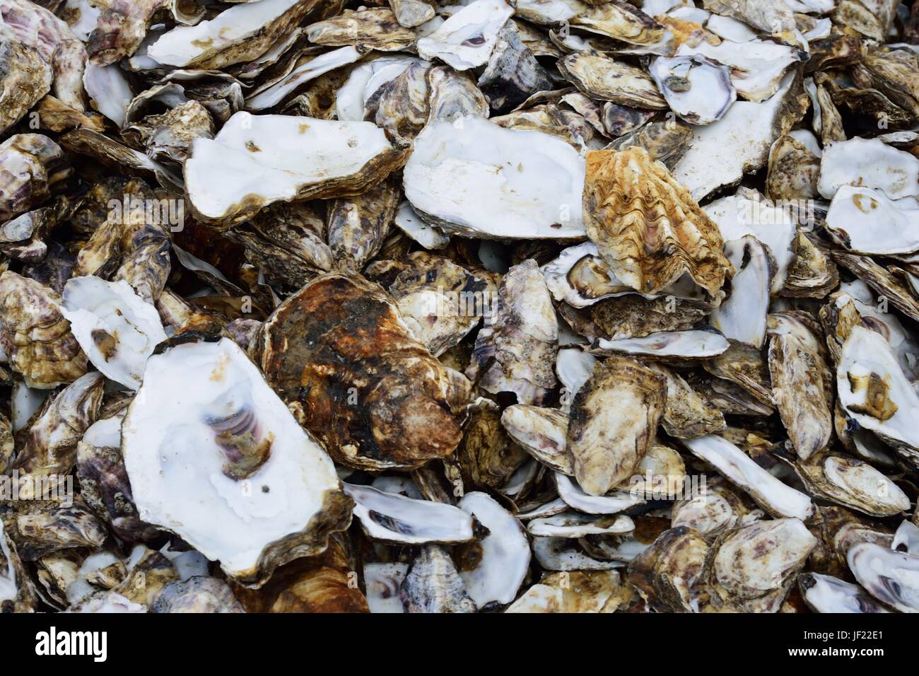 pile of empty oyster shells Stock Photo - Alamy