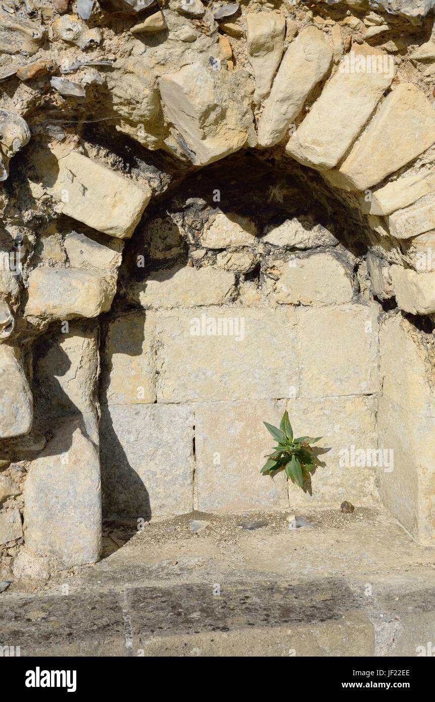 Small plant growing in stone arch Stock Photo - Alamy
