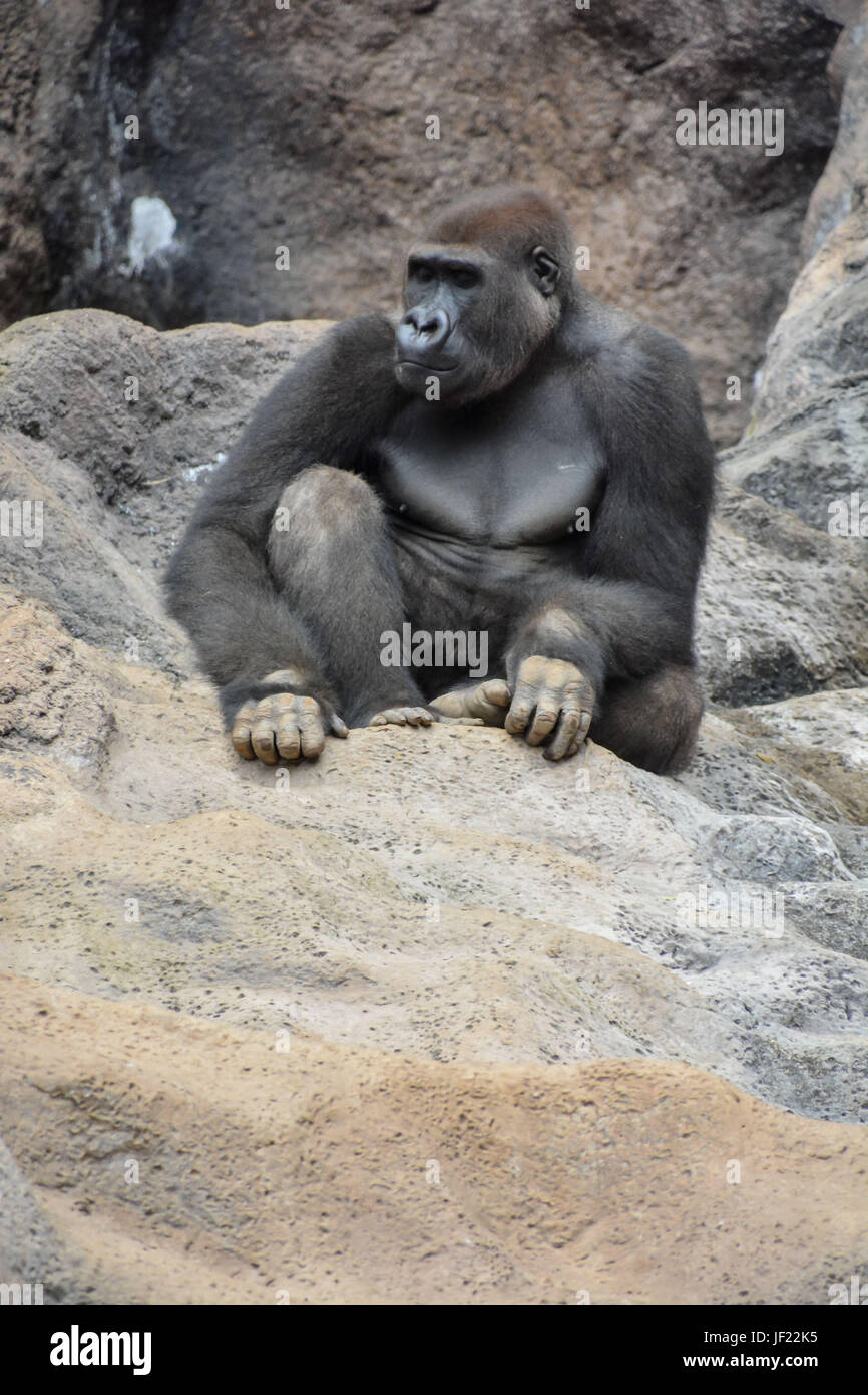 Strong gorilla hi-res stock photography and images - Alamy