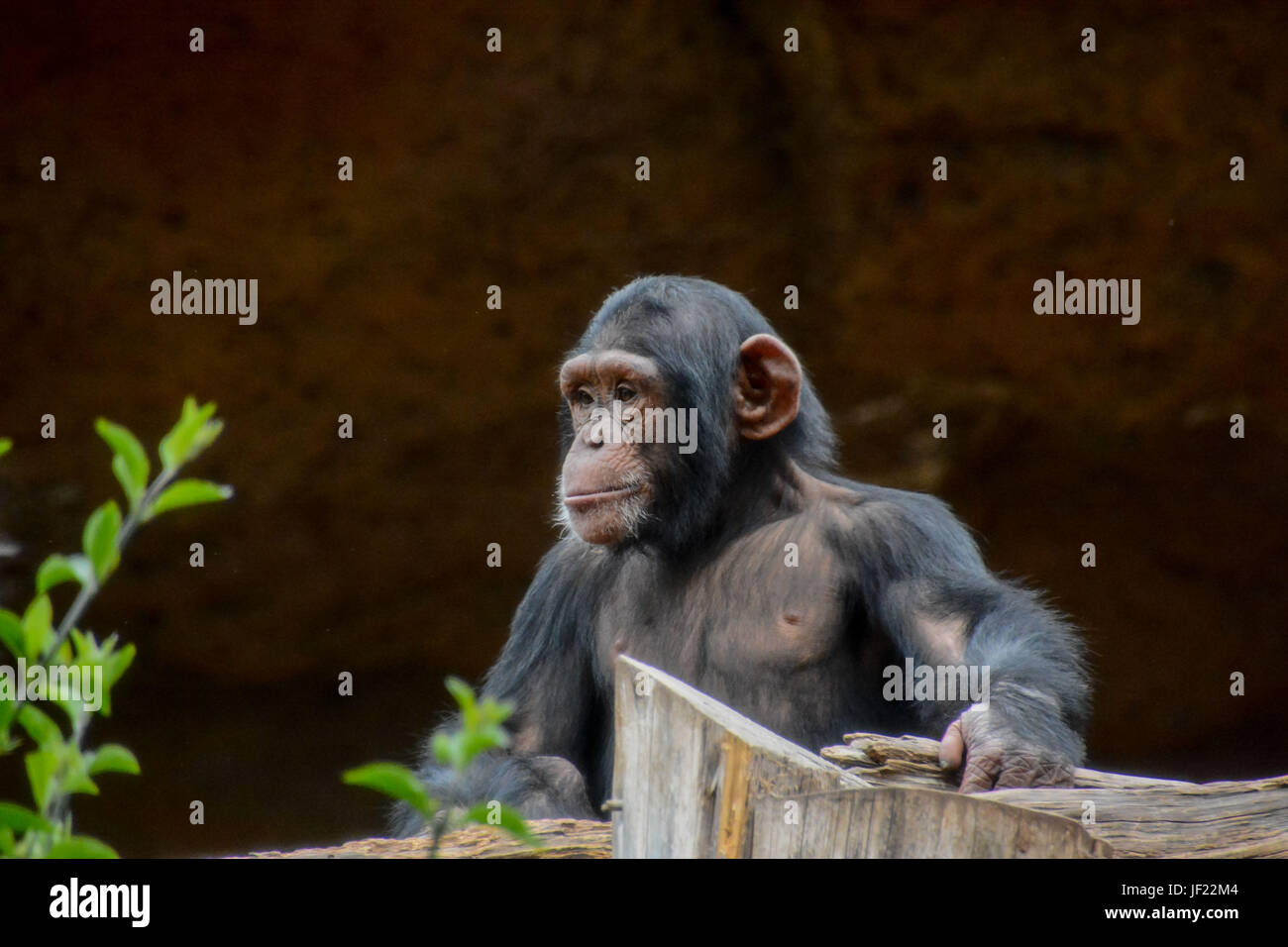 Black ape hi-res stock photography and images - Alamy