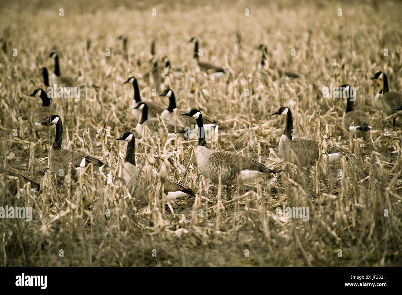 Canadian geese on a corn field Stock Photo - Alamy