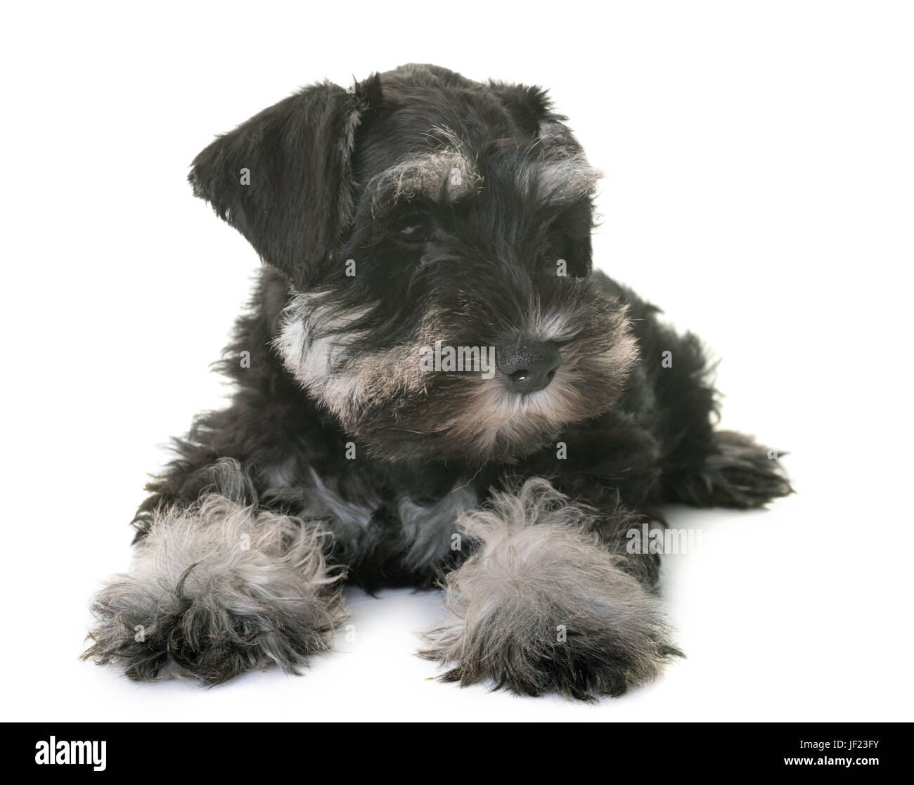 puppy miniature schnauzer in front of white background Stock Photo - Alamy