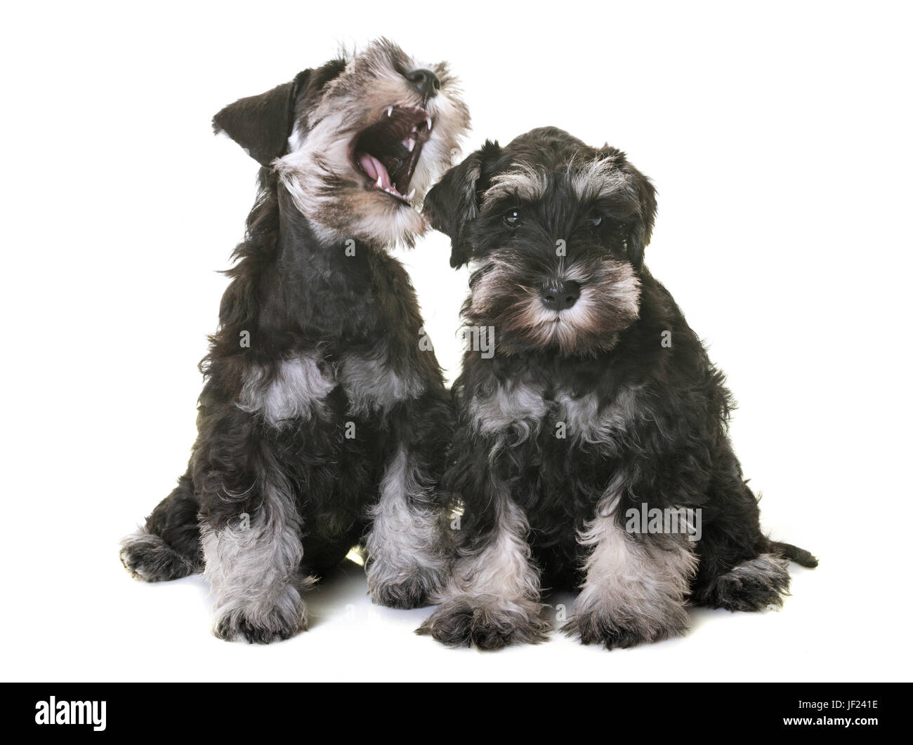 puppies miniature schnauzer in front of white background Stock Photo ...