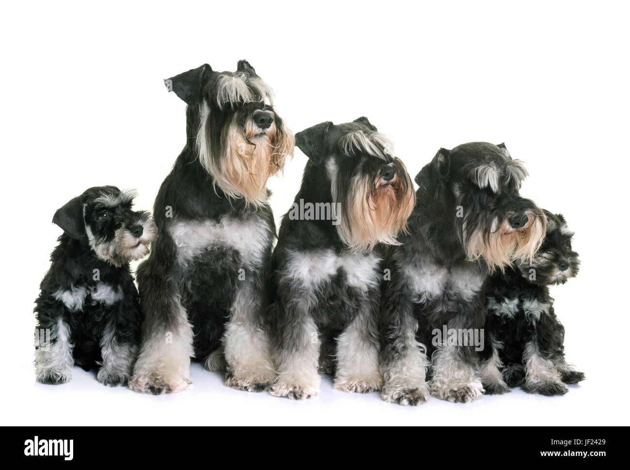 family miniature schnauzer in front of white background Stock Photo - Alamy