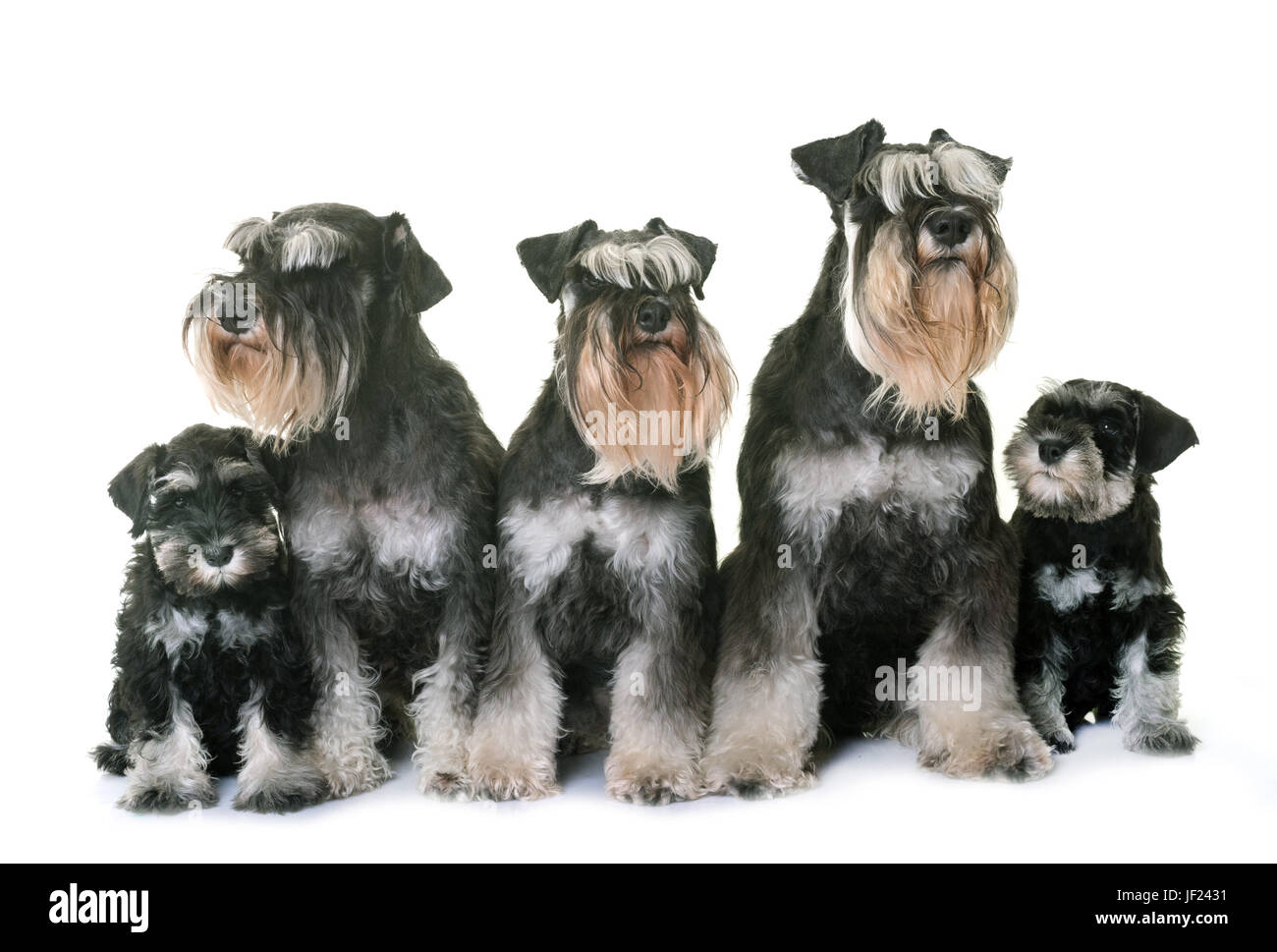 family miniature schnauzer in front of white background Stock Photo - Alamy