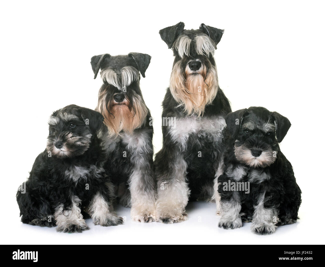 family miniature schnauzer in front of white background Stock Photo - Alamy