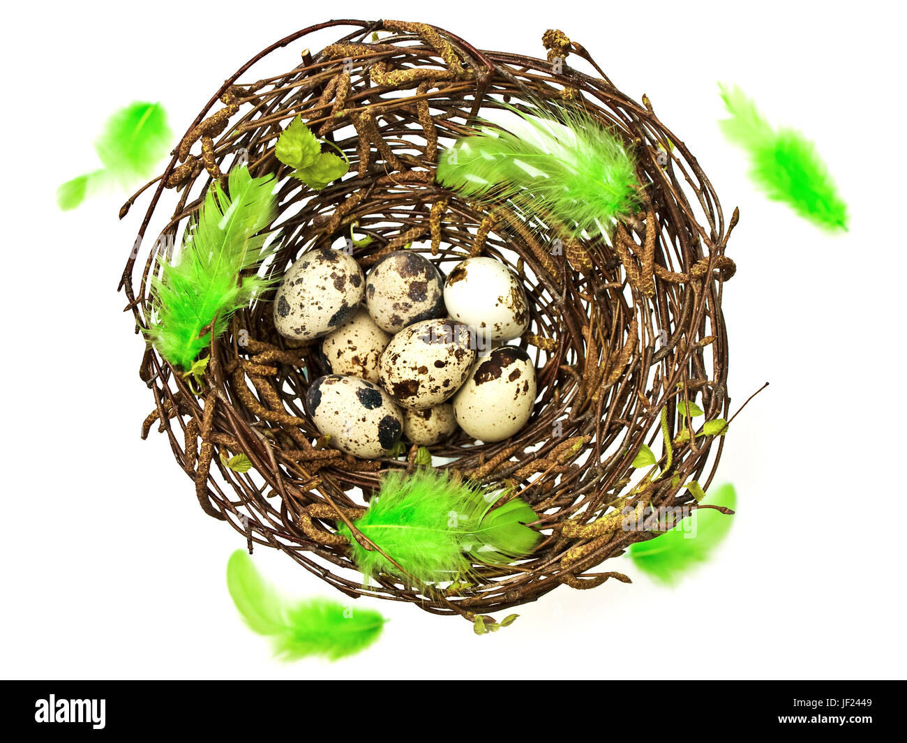 Twig for nest Cut Out Stock Images & Pictures - Alamy