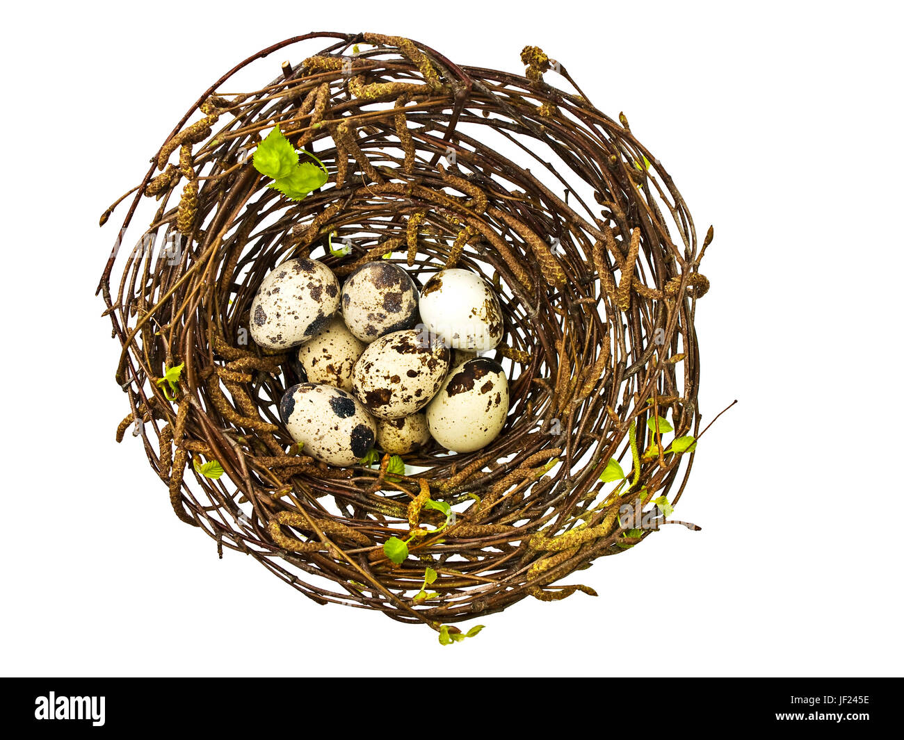 Twig for nest Cut Out Stock Images & Pictures - Alamy