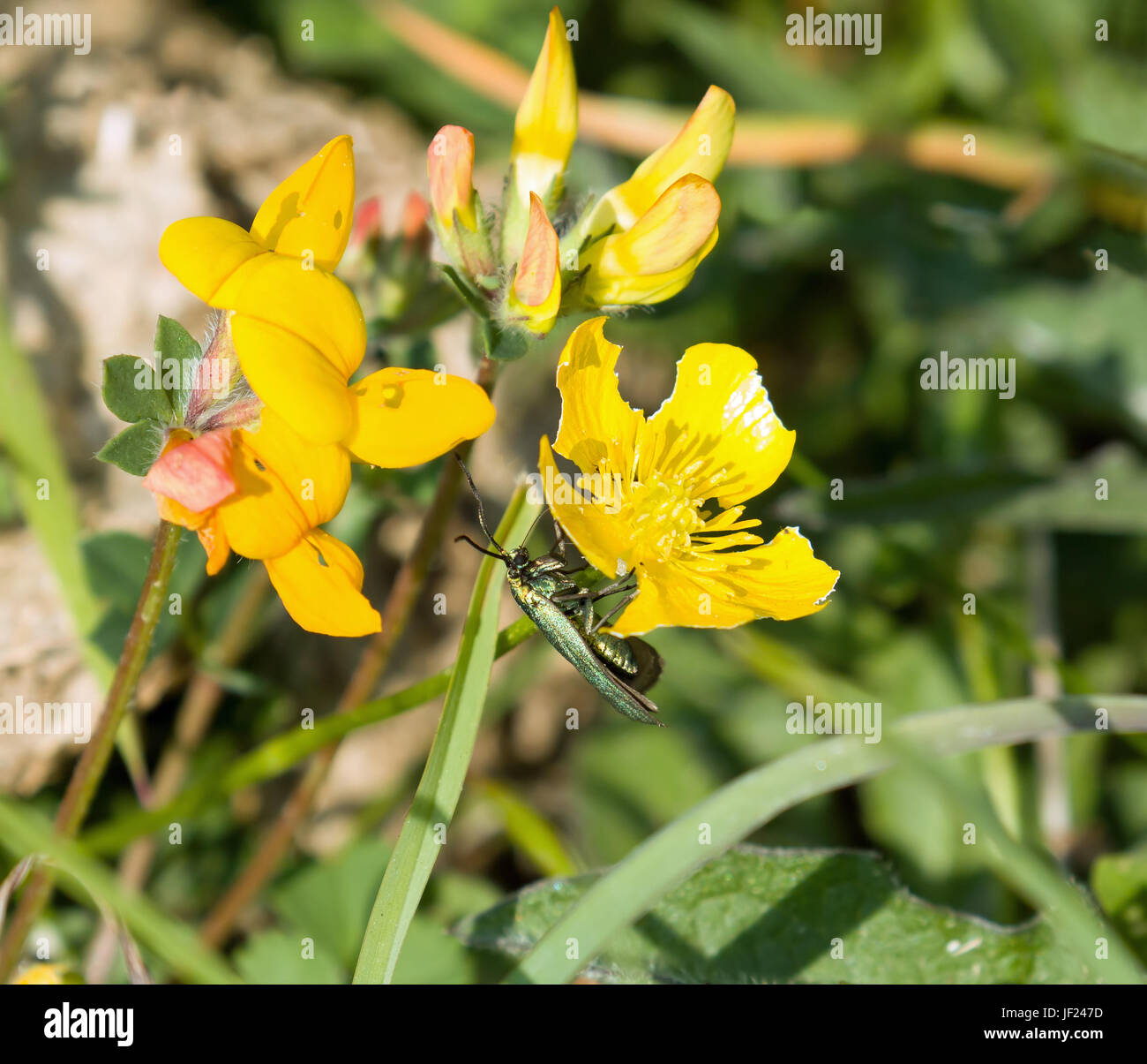 Forester Moth at Devil's Dyke Stock Photo - Alamy