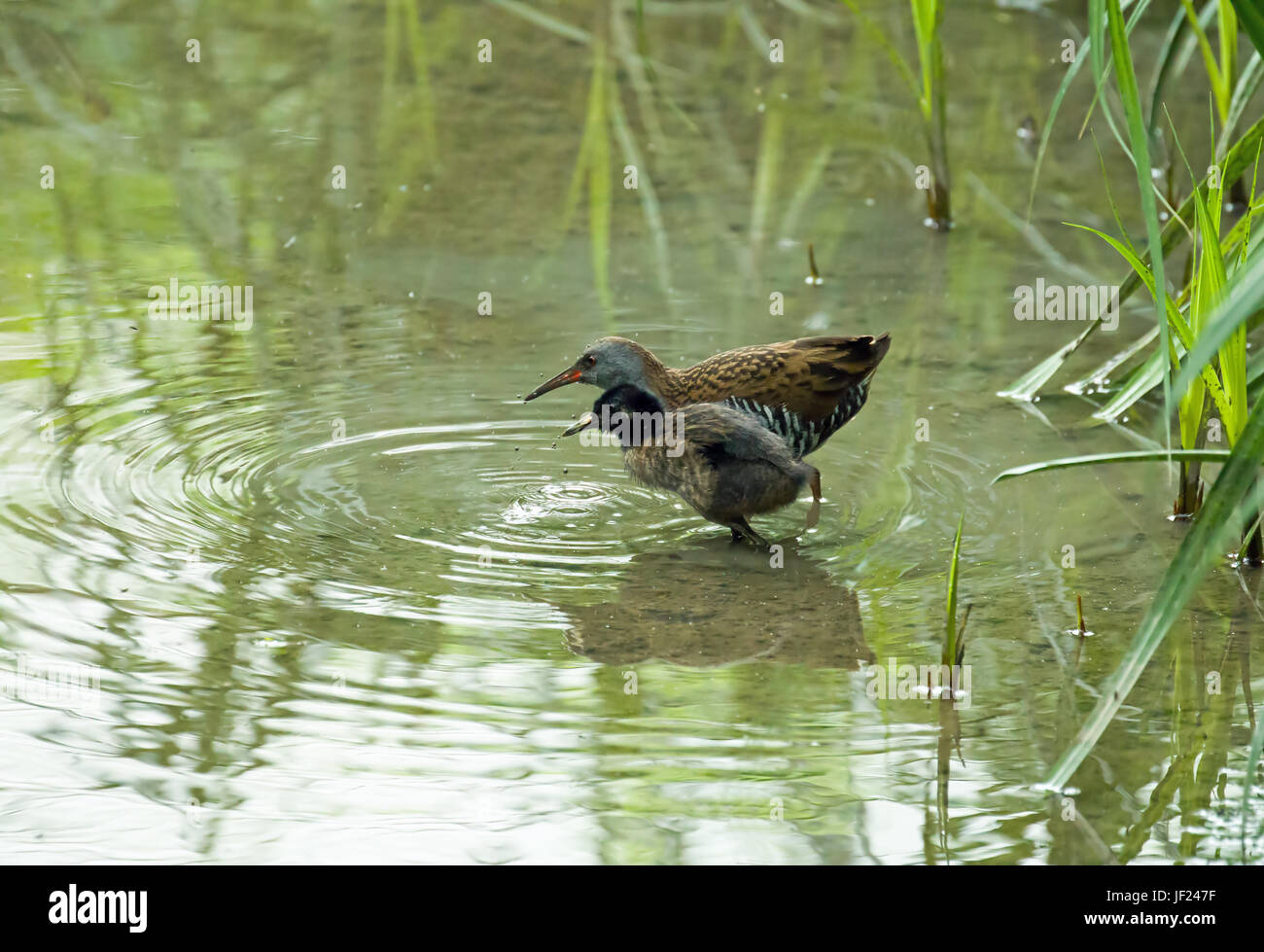 Rail water hi-res stock photography and images - Alamy
