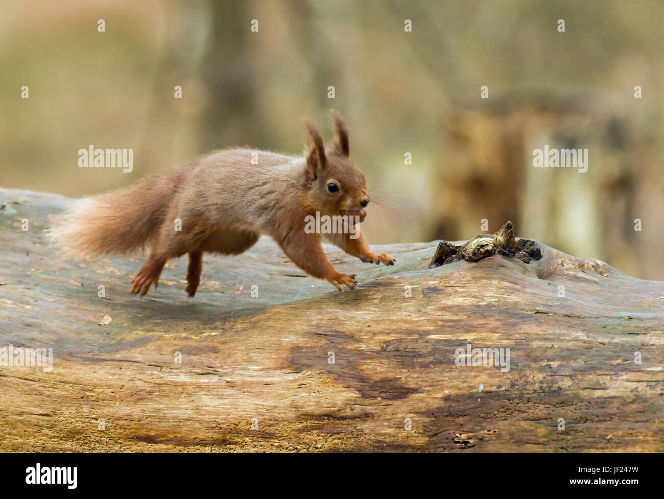 Red Squirrel with Hazelnut Stock Photo - Alamy
