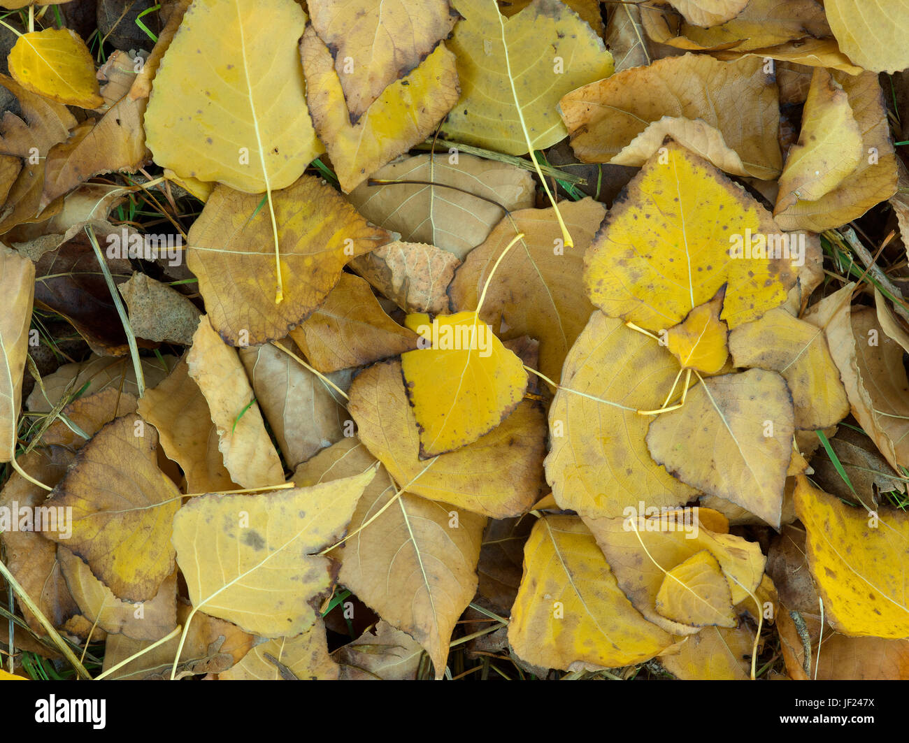 Decaying tree leaves hi-res stock photography and images - Alamy