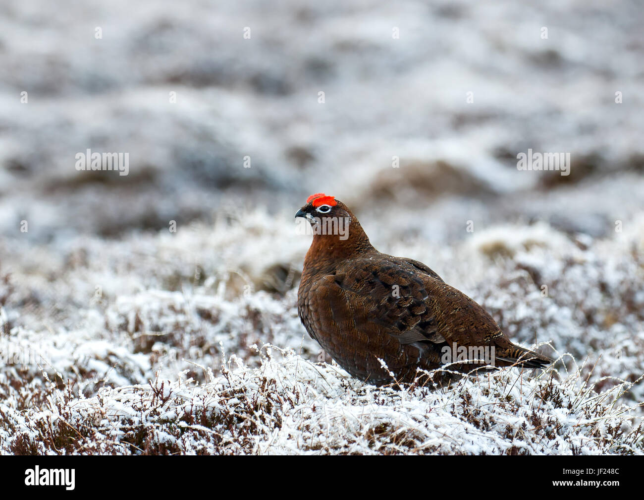 Red grouse snow hi-res stock photography and images - Alamy