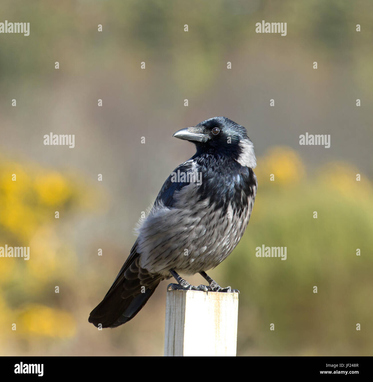 Hybrid Crow in Scotland Stock Photo - Alamy