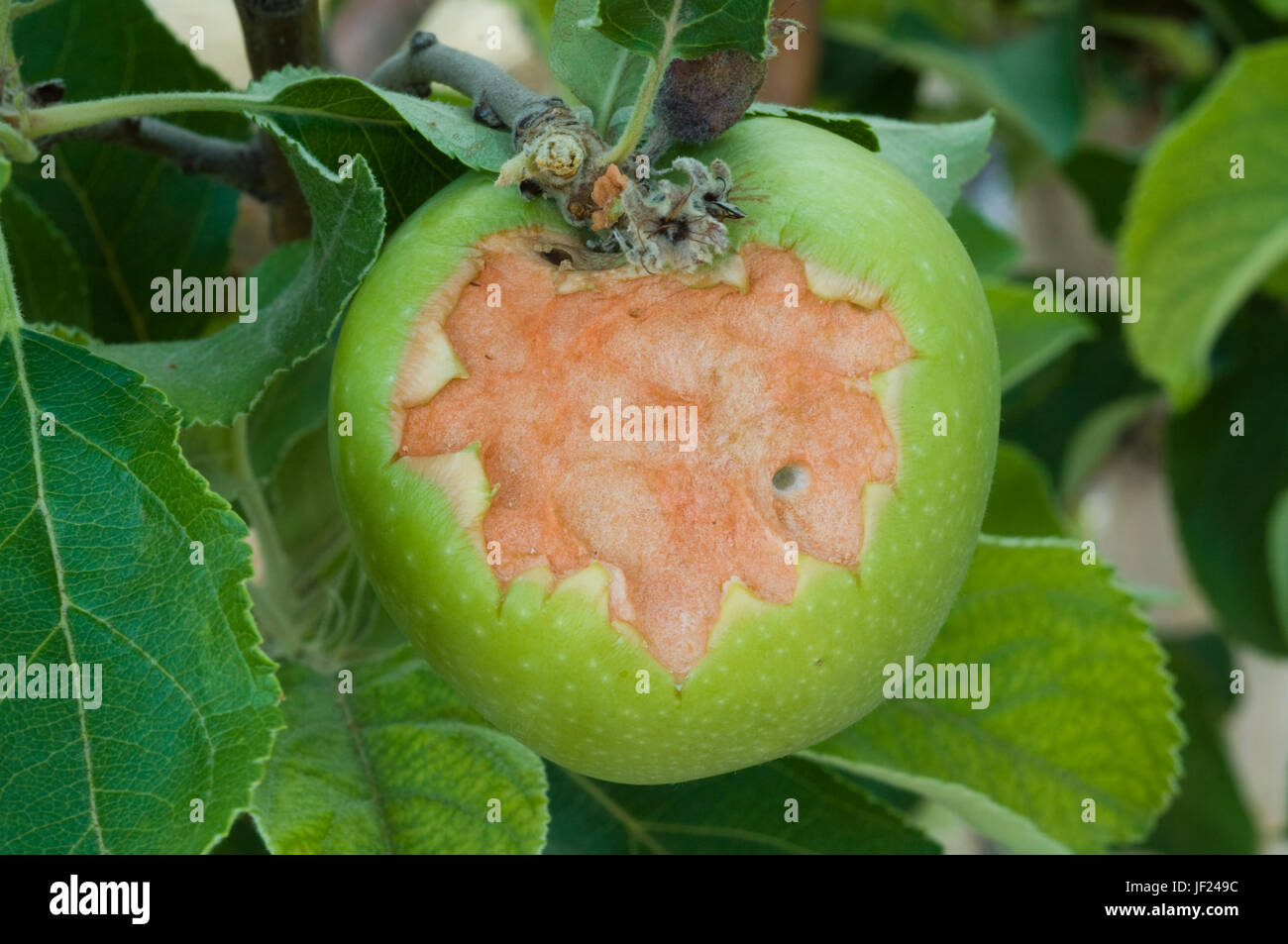 Apple Tree Damage High Resolution Stock Photography and Images - Alamy