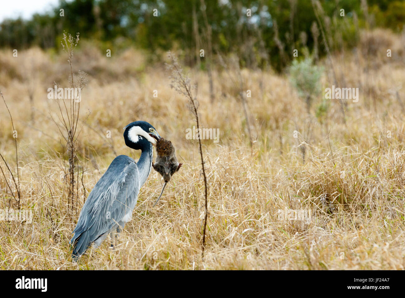 Great blue heron bird catching a mouse - Image 2 of 4 Stock Photo - Alamy