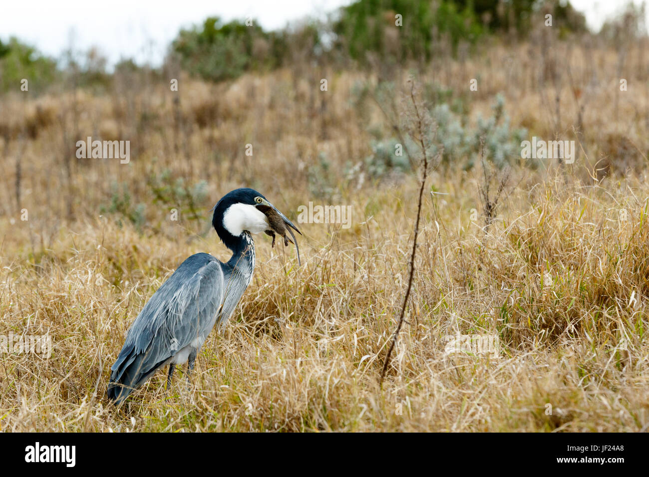 Great blue heron bird catching a mouse - Image 4 of 4 Stock Photo - Alamy