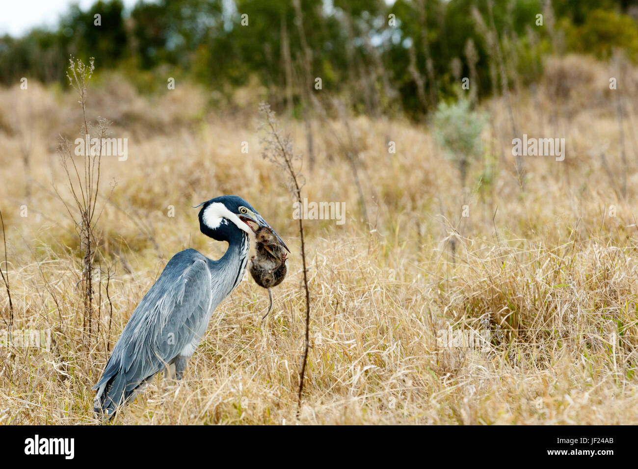 Great blue heron bird catching a mouse - Image 3 of 4 Stock Photo - Alamy
