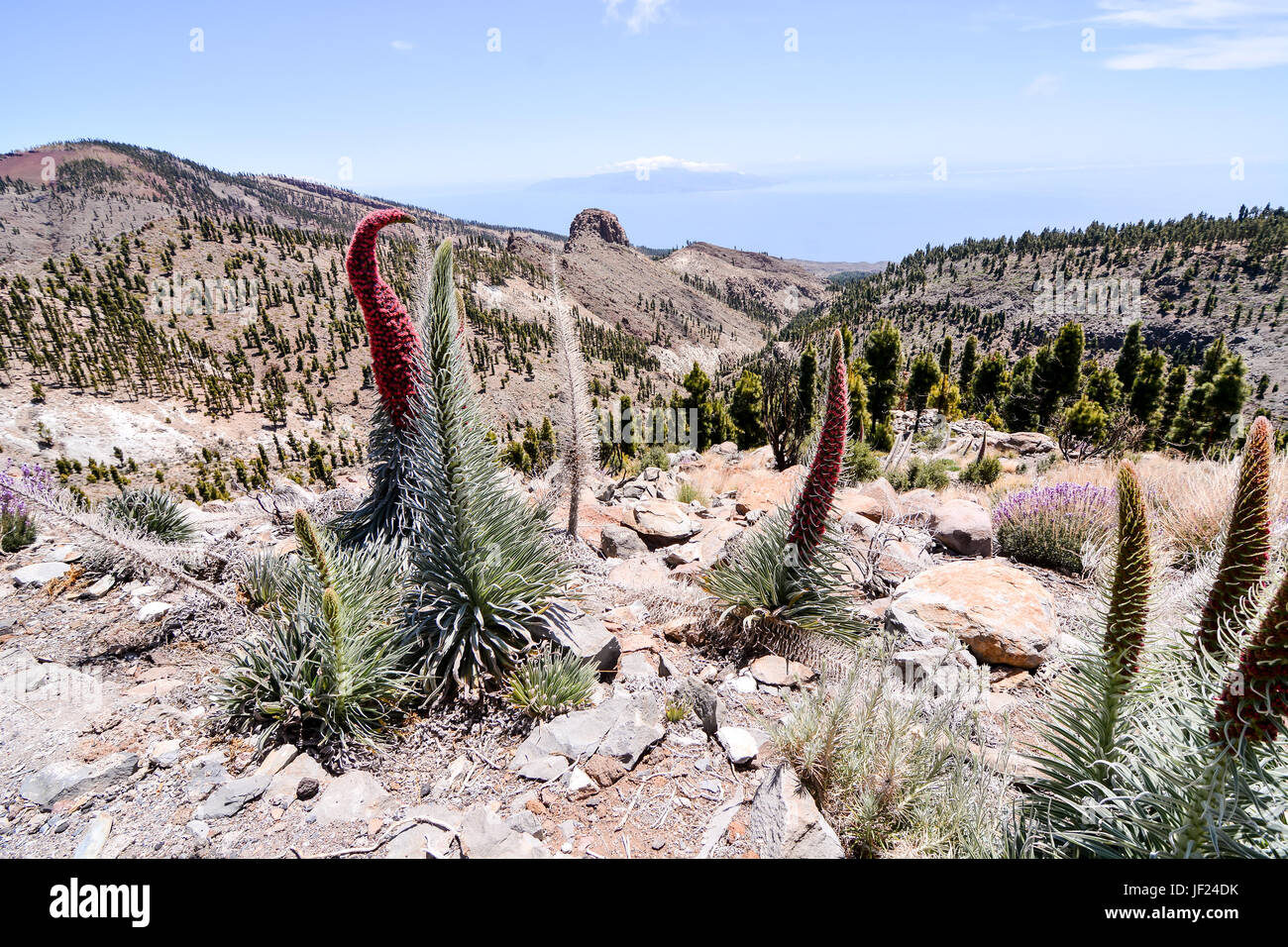 Red tajinaste hi-res stock photography and images - Alamy