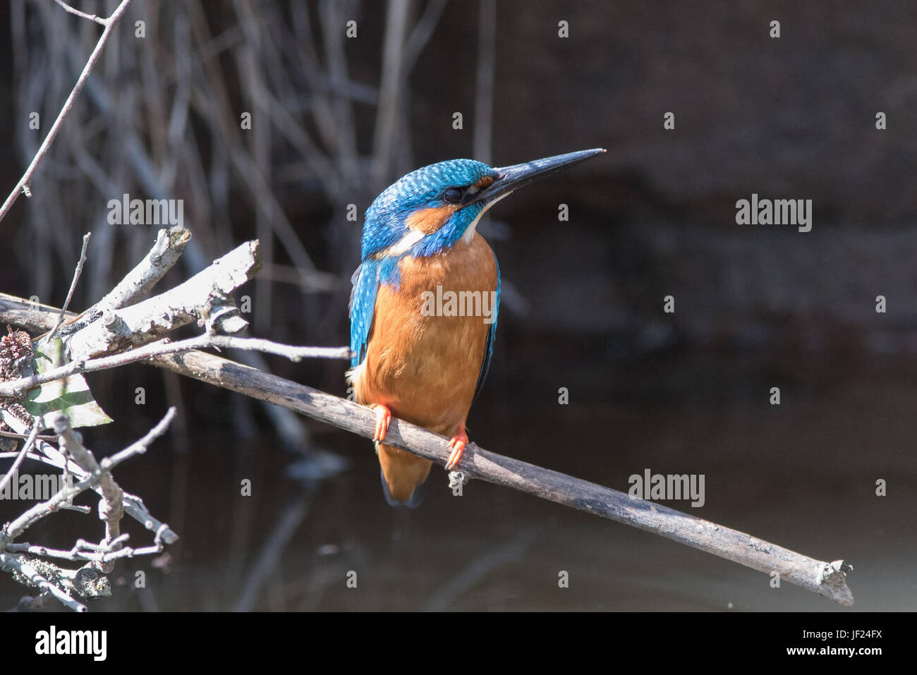 Puffing up feathers hi-res stock photography and images - Alamy