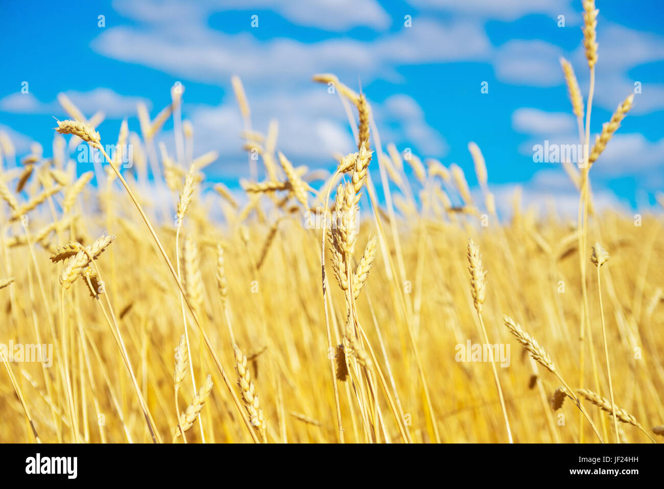 golden wheat field Stock Photo - Alamy