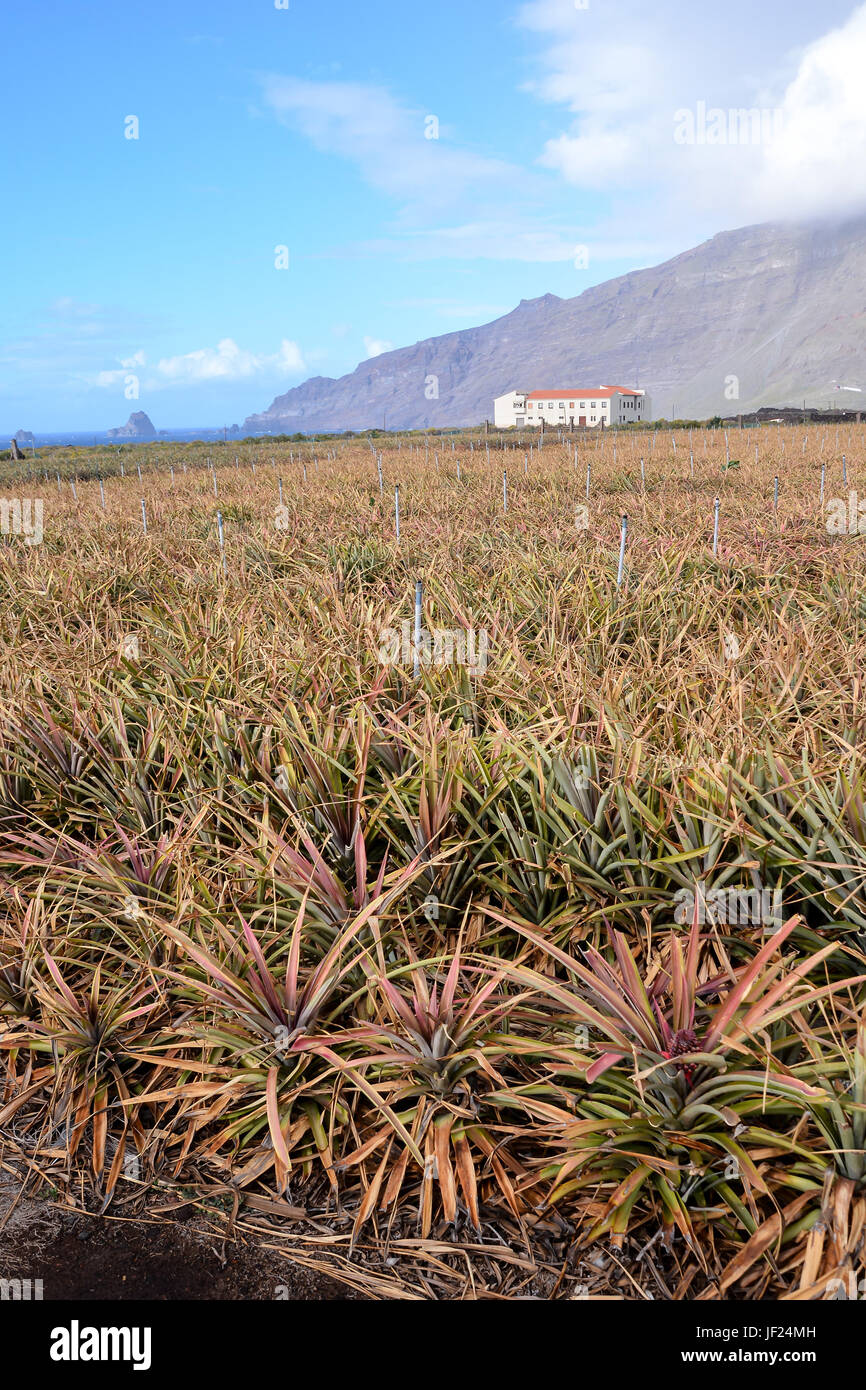 Pineapple field Young pineapples Stock Photo - Alamy