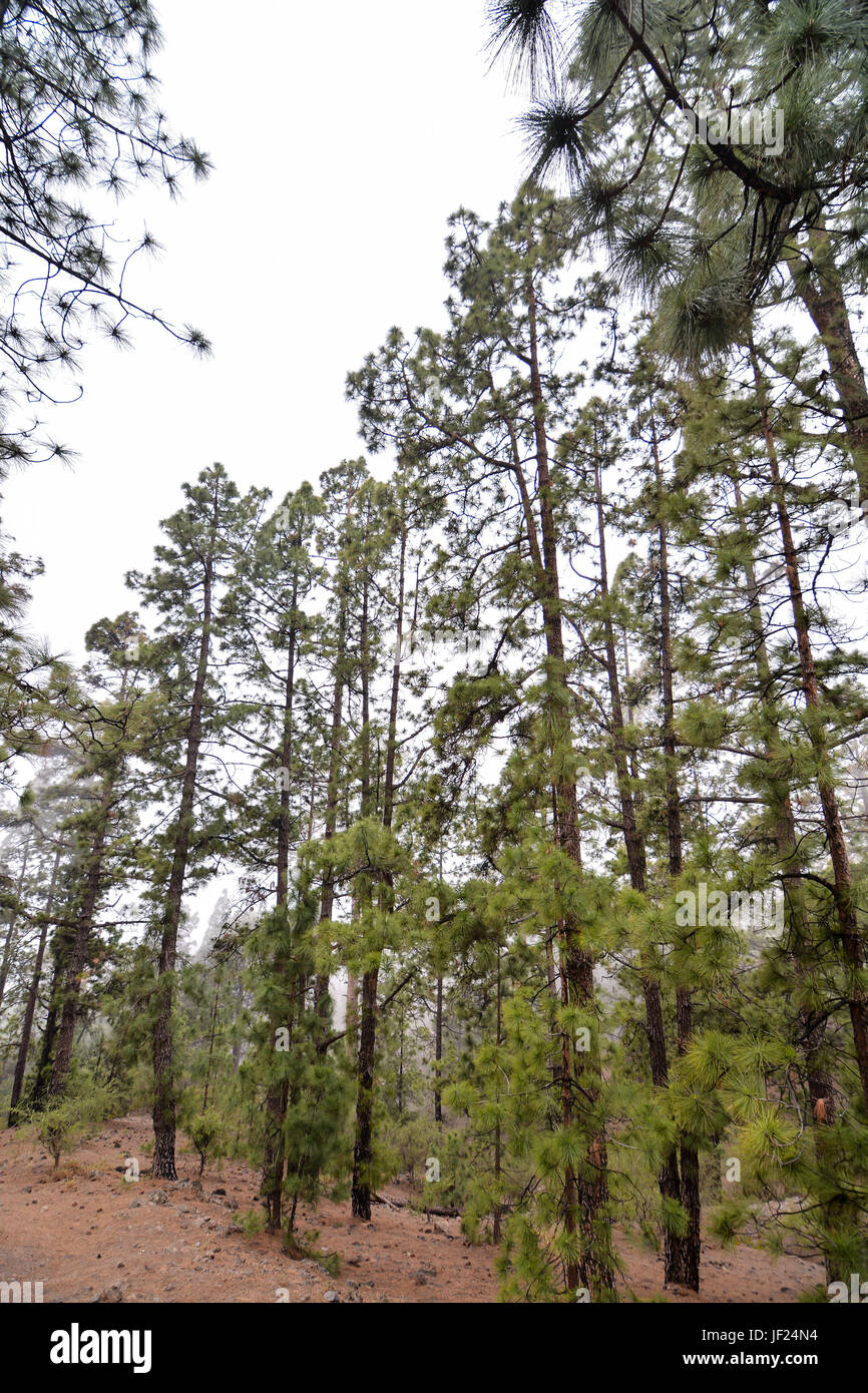 Beautiful green pine trees Stock Photo - Alamy