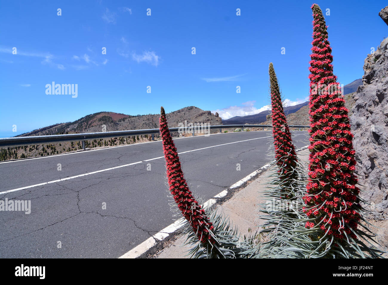 Tajinaste flora teide tenerife hi-res stock photography and images - Alamy
