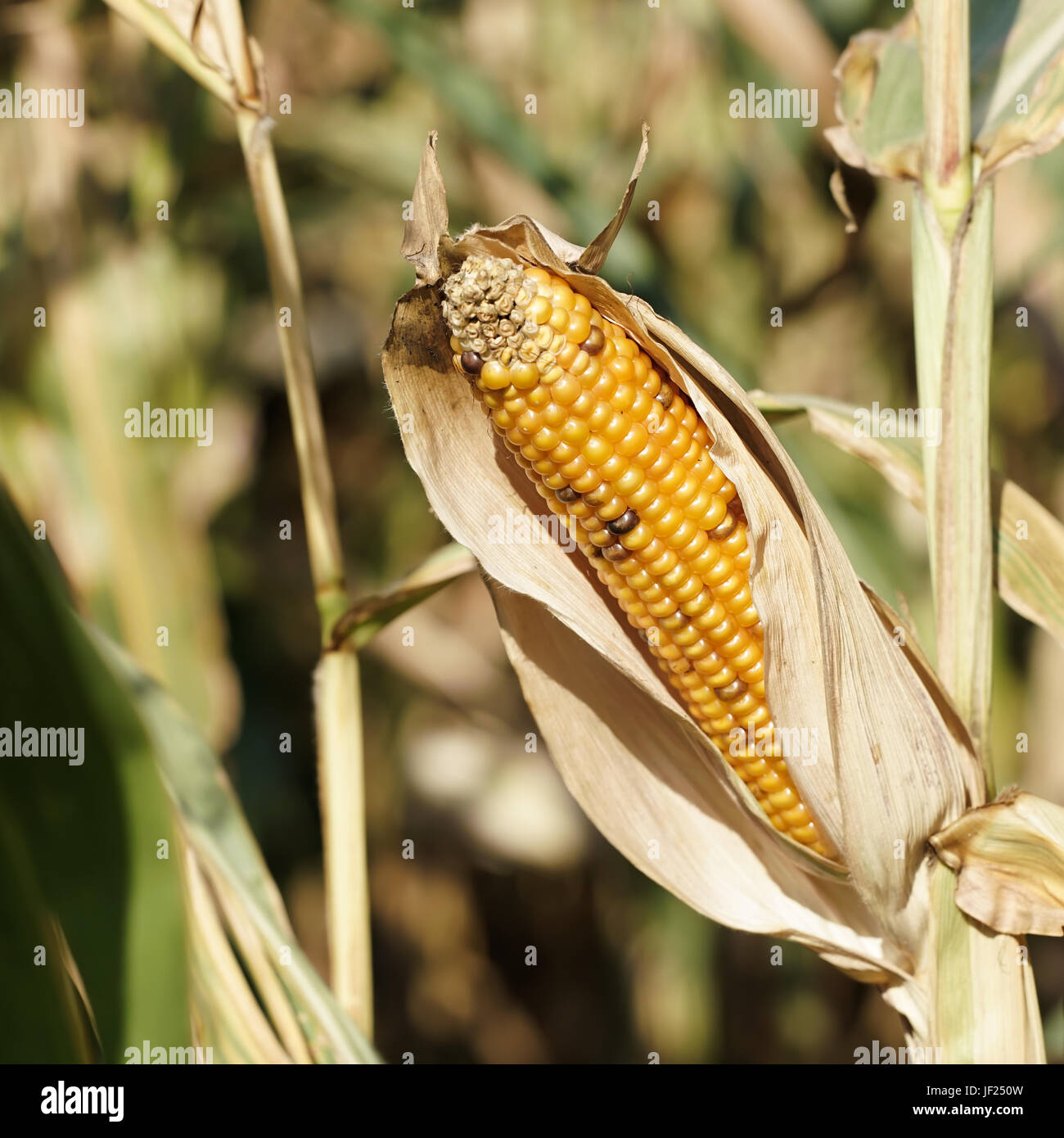 Corncob on a corn plant in autumn Stock Photo - Alamy
