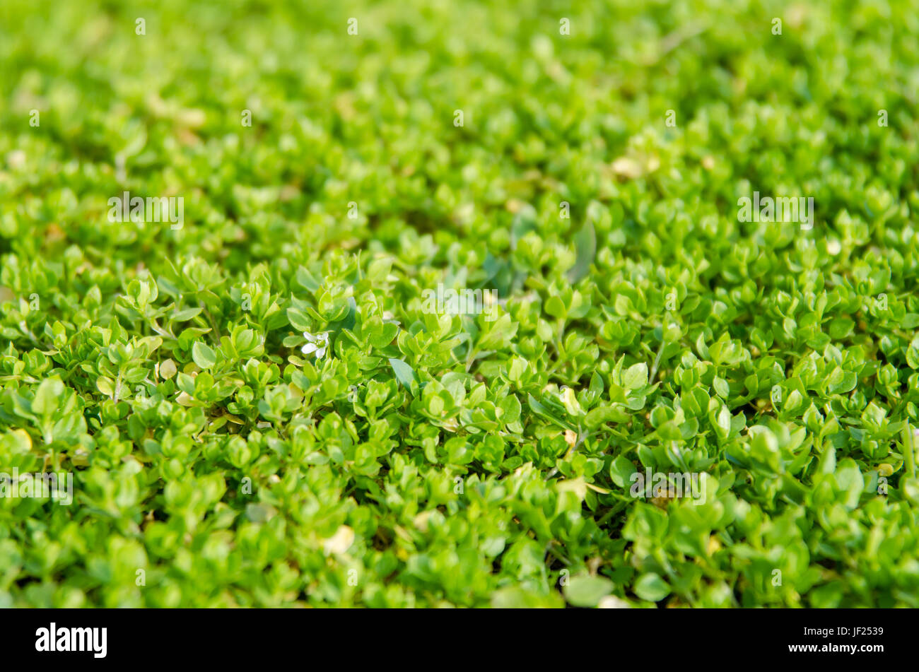 Thick spring green grass Stock Photo - Alamy