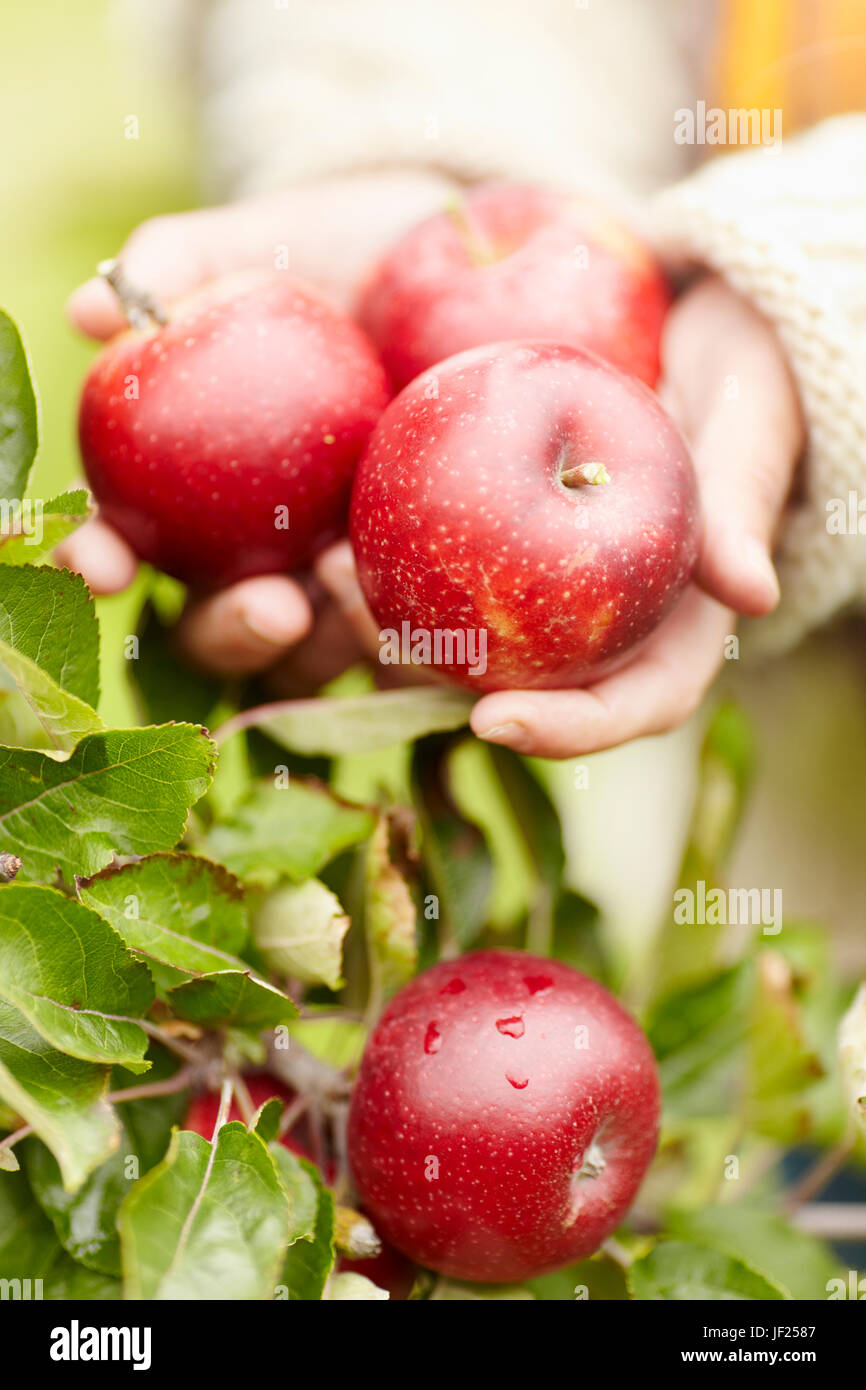 Hands with apples Stock Photo - Alamy