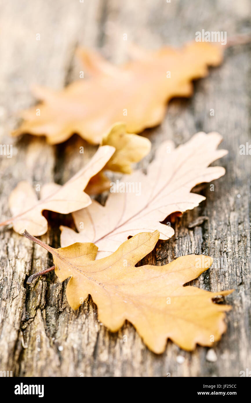 Fallen oak leaves Stock Photo - Alamy