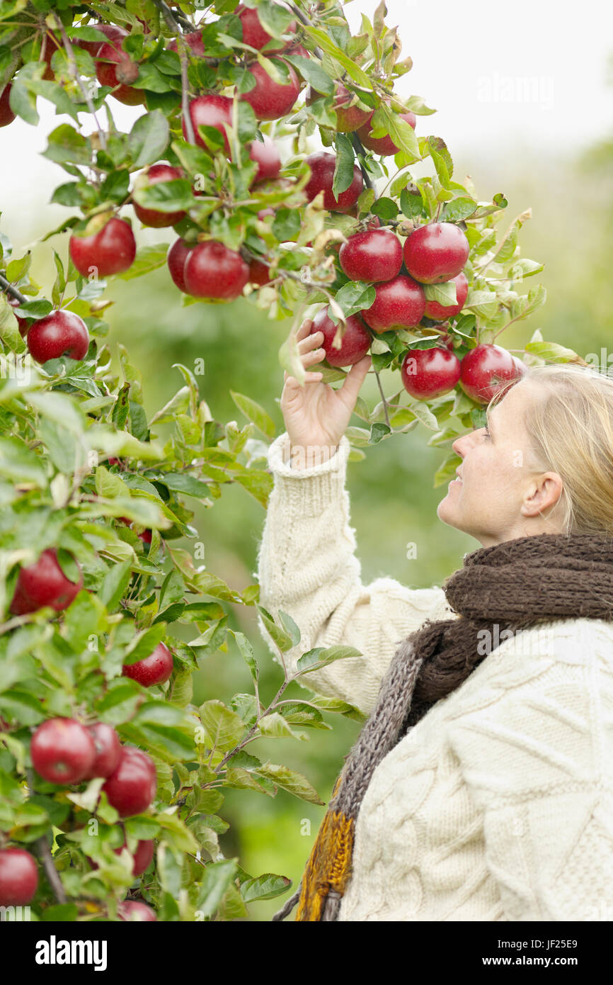 Smiling woman picking apples Stock Photo - Alamy