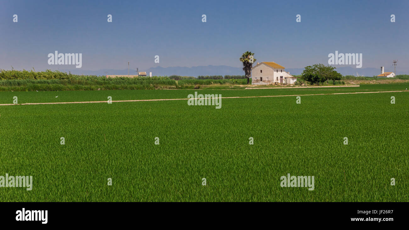 Panorama of a white house in the rice fields of La Albufera National ...