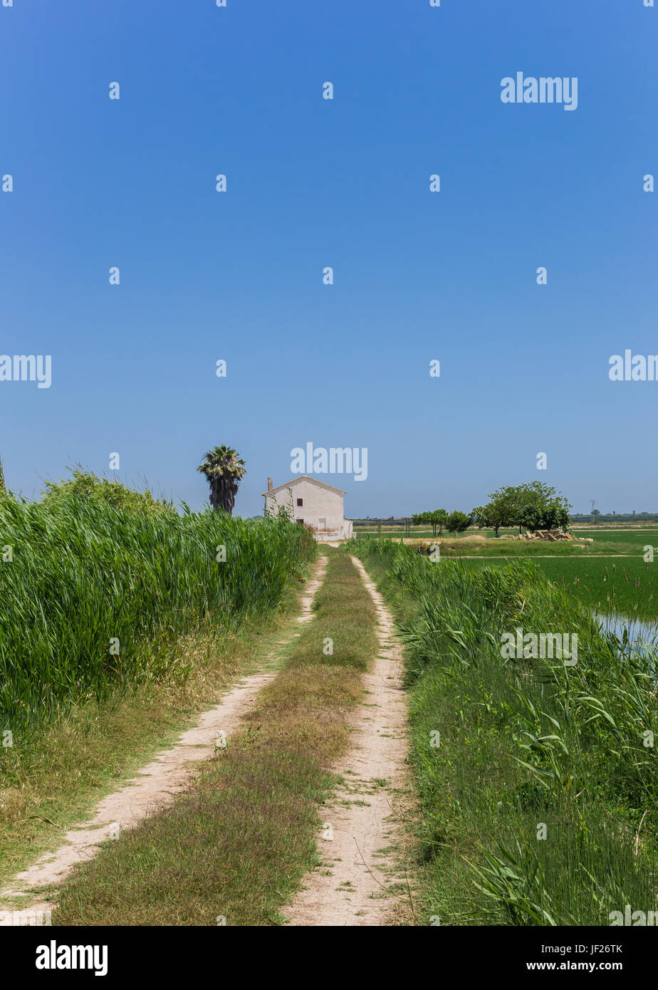 La albufera national park rice hi-res stock photography and images - Alamy