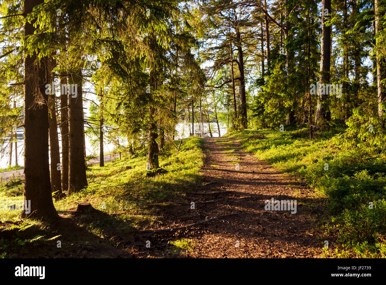 Road in forest Stock Photo - Alamy
