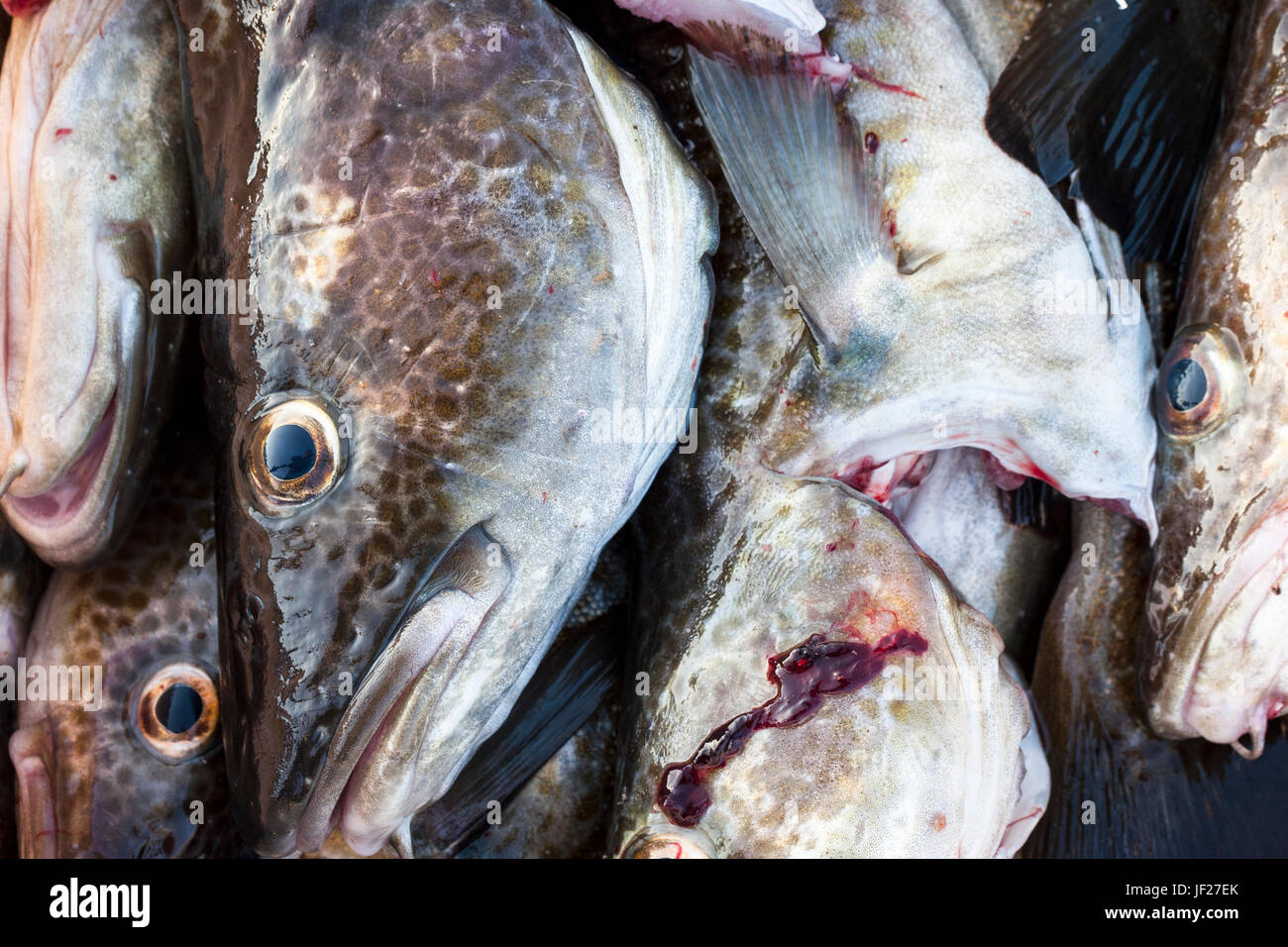 Dead fish, close-up Stock Photo - Alamy