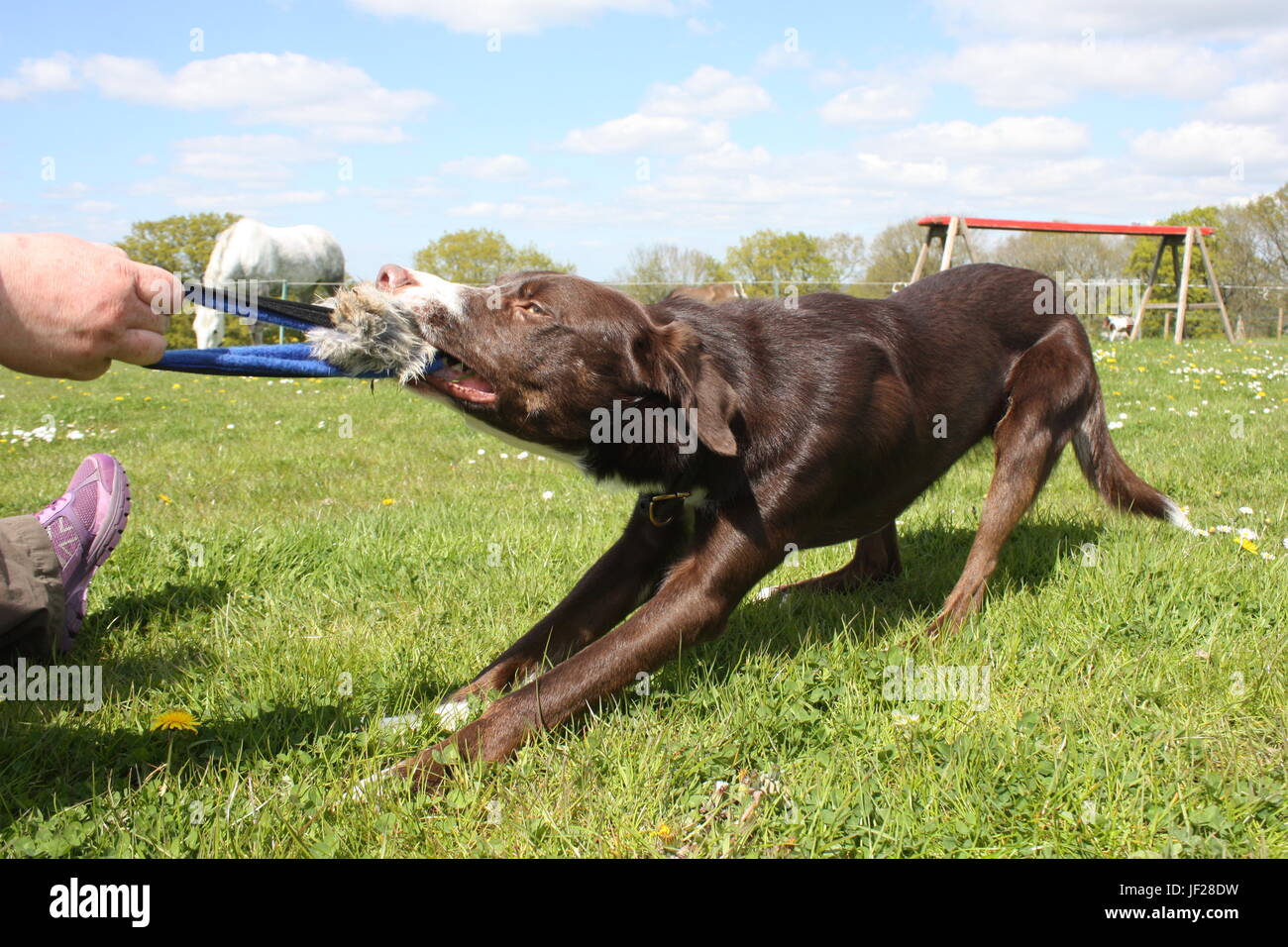Smooth coated border collie hi-res stock photography and images - Alamy