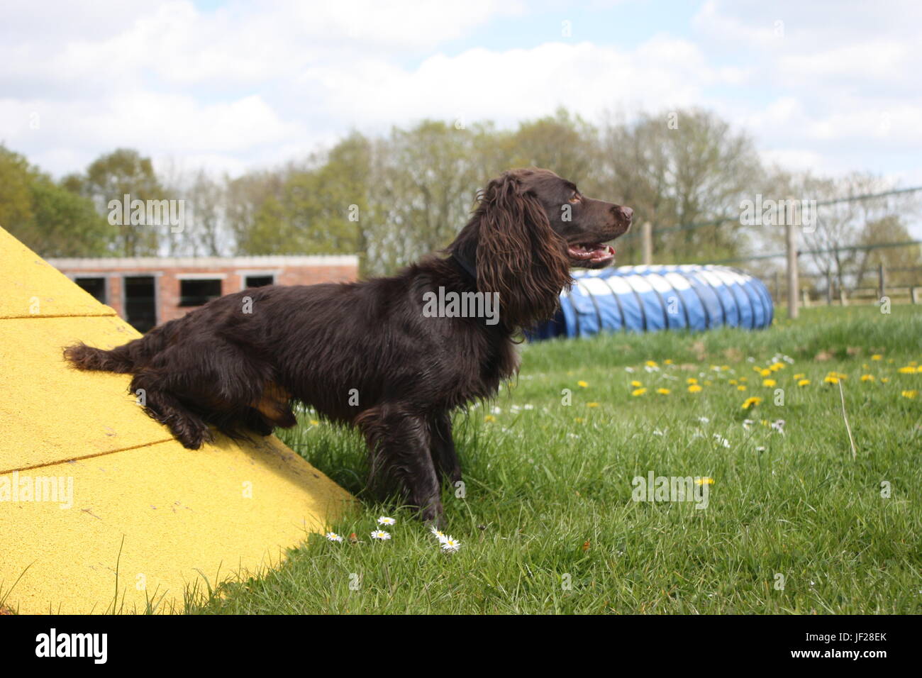 Working type cocker spaniel pet gundog standing on an agility contact ...
