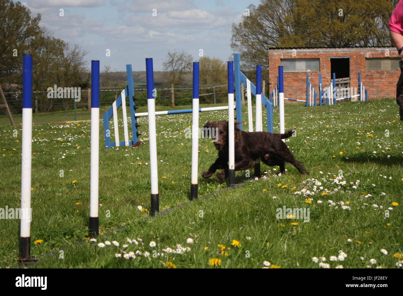 working type cocker spaniel running through agility weaves Stock Photo ...