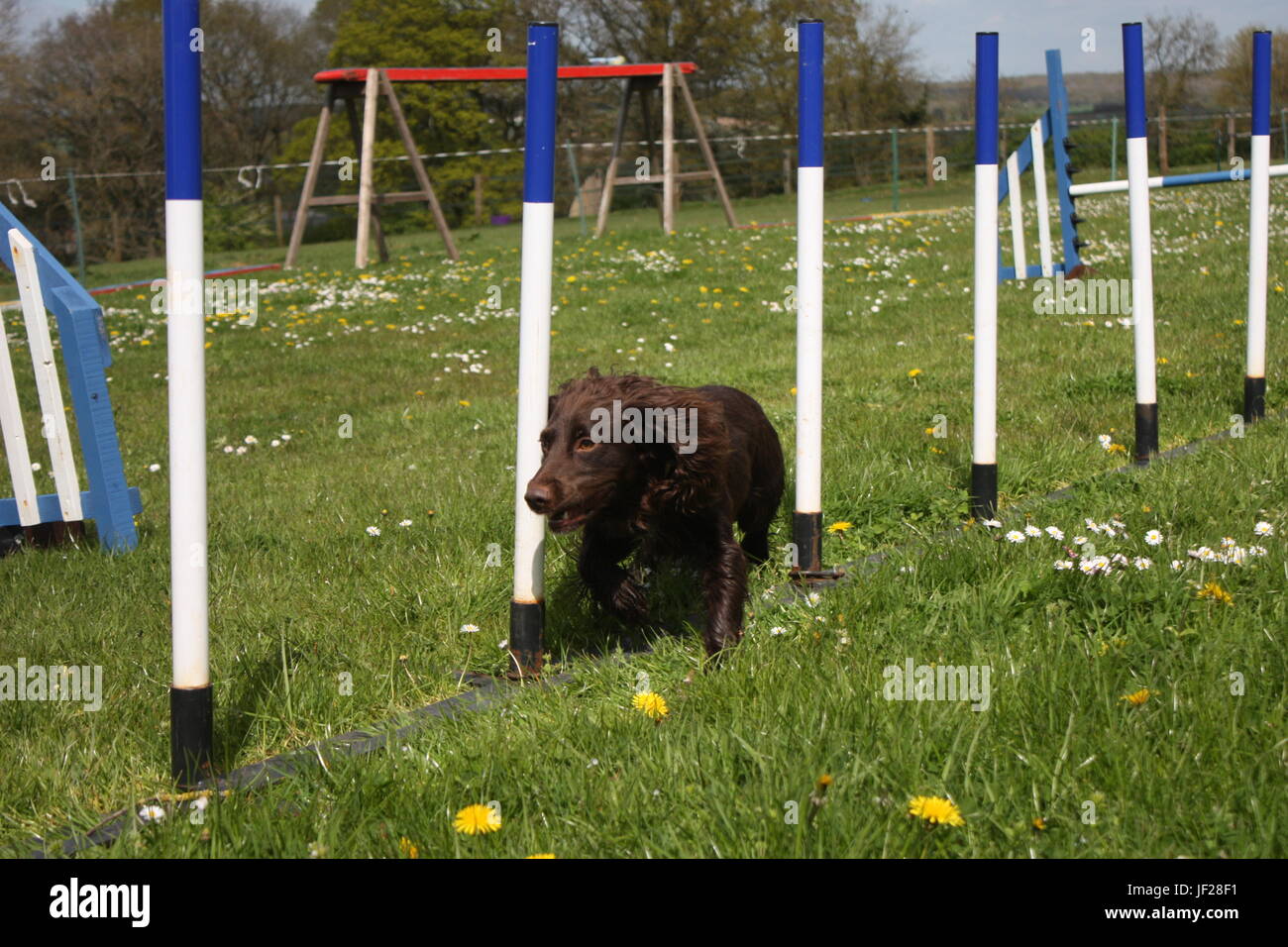 working type cocker spaniel running through agility weaves Stock Photo ...
