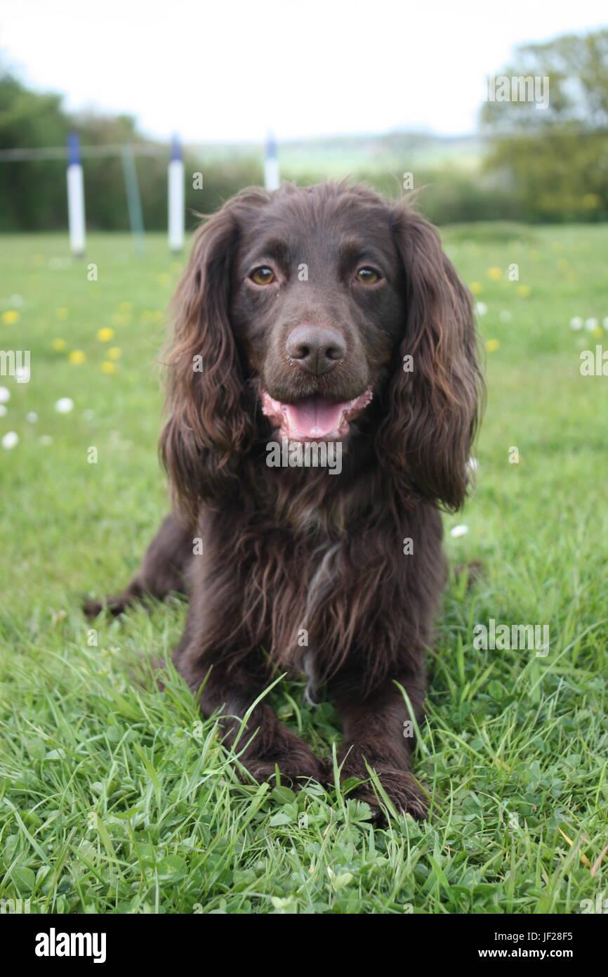 brown working type cocker spaniel pet gundog Stock Photo - Alamy