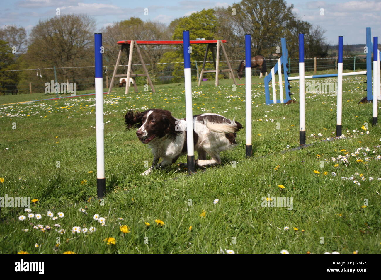 liver and white working type english springer spaniel pet gundog ...