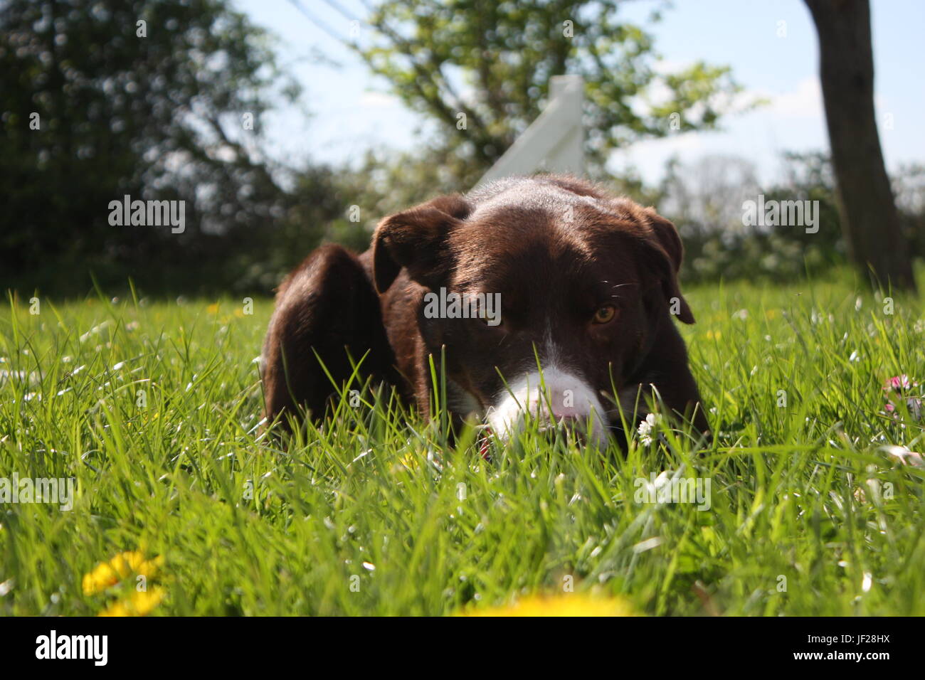 Smooth coated collie hi-res stock photography and images - Alamy