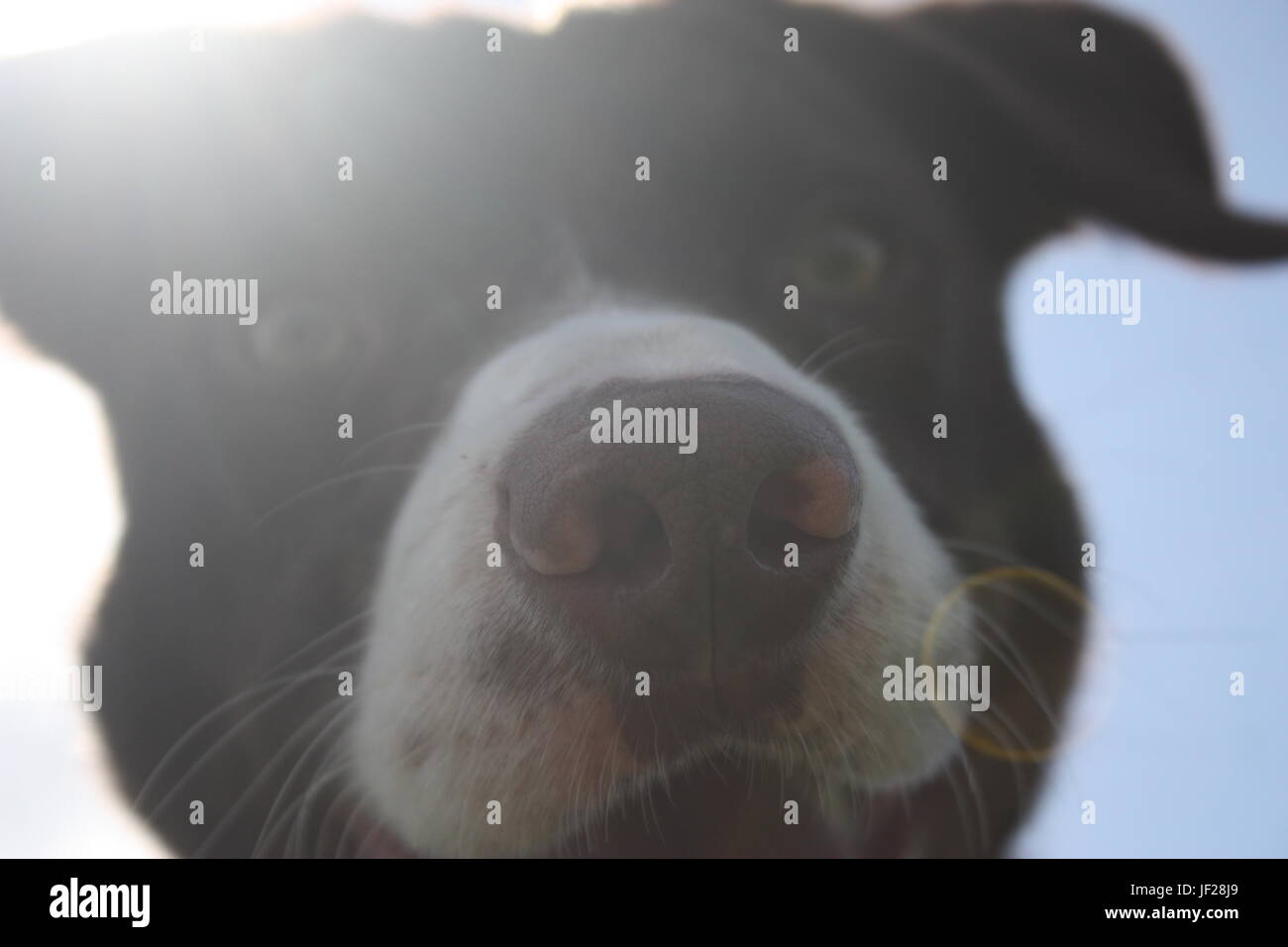 Smooth border collie hi-res stock photography and images - Alamy