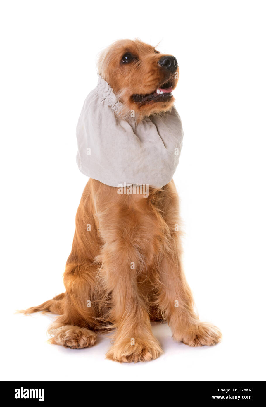 cocker spaniel and snood in front of white background Stock Photo - Alamy