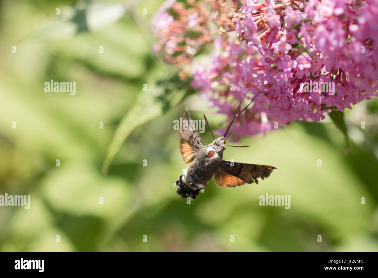 Hummingbird hawk moth proboscis hi-res stock photography and images - Alamy