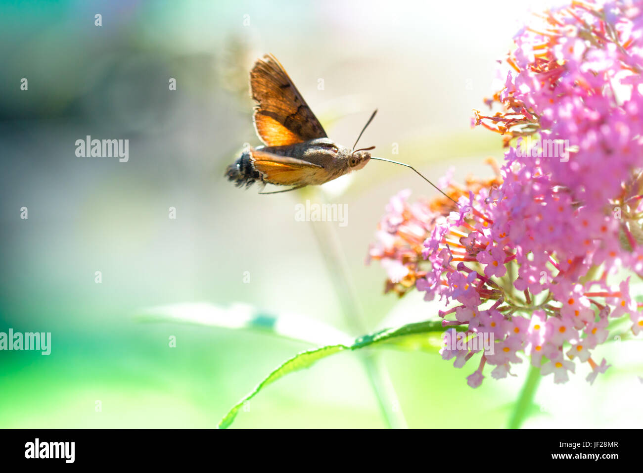 Hummingbird hawk moth proboscis hi-res stock photography and images - Alamy